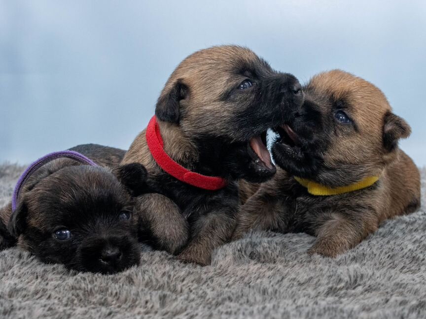 Щенки керн терьера