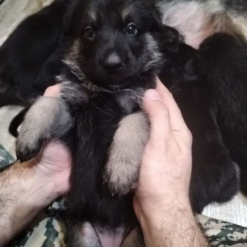 Восточно европейская овчарка