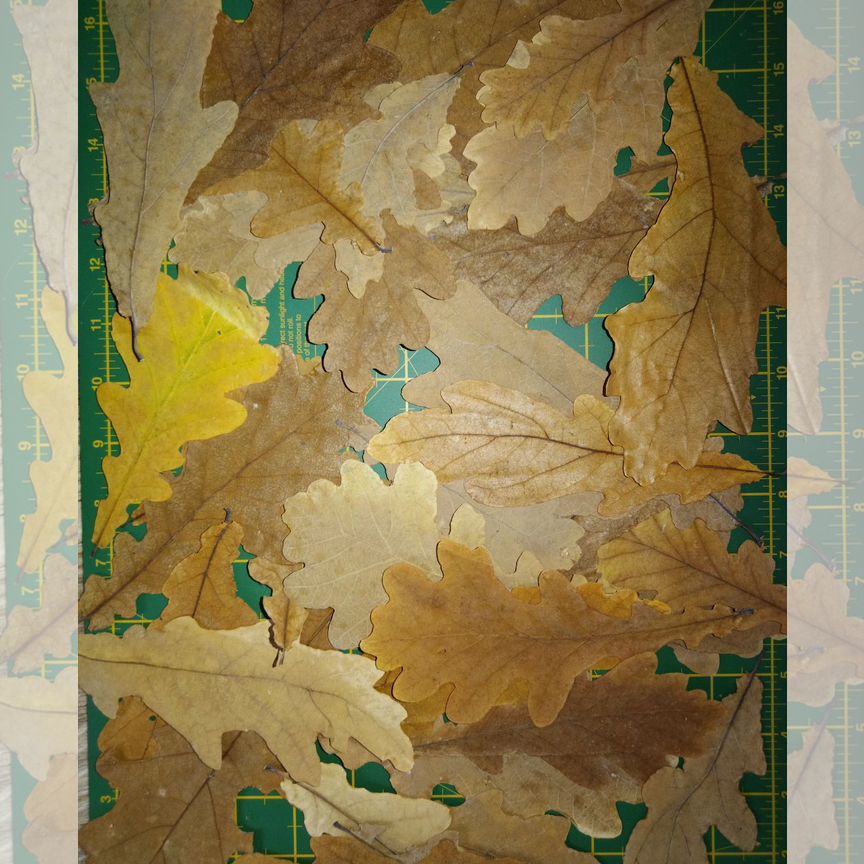 Листья дуба для аквариума