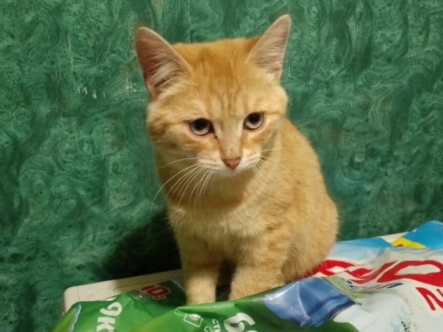 Супер ласковый рыжий котик 8 месяцев