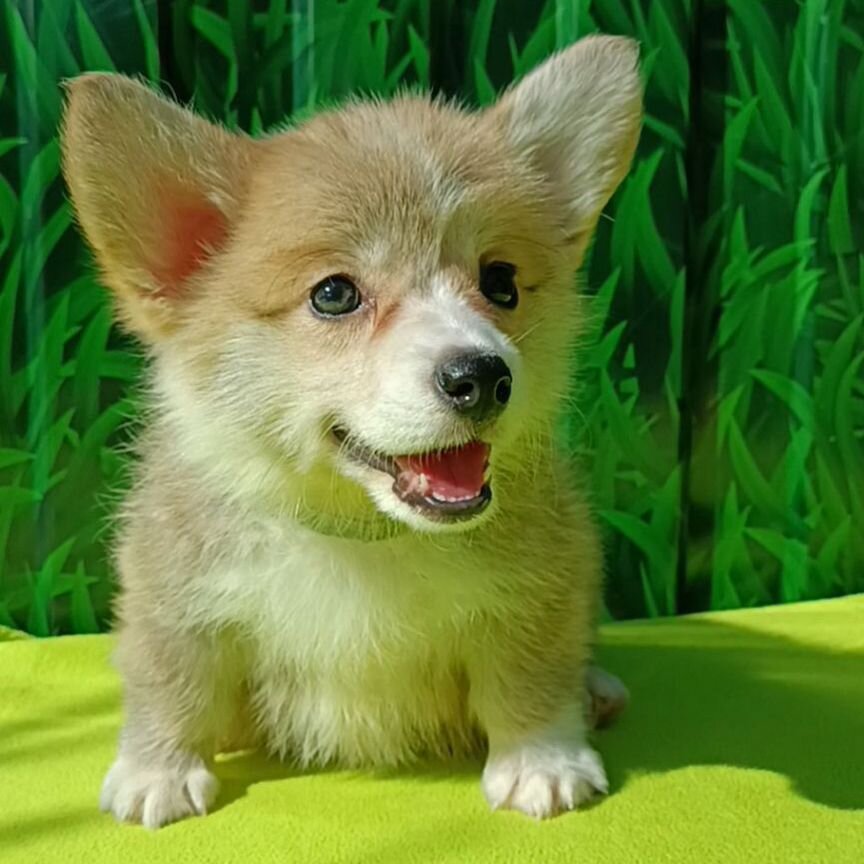 Вельш Корги Пемброк, щенок