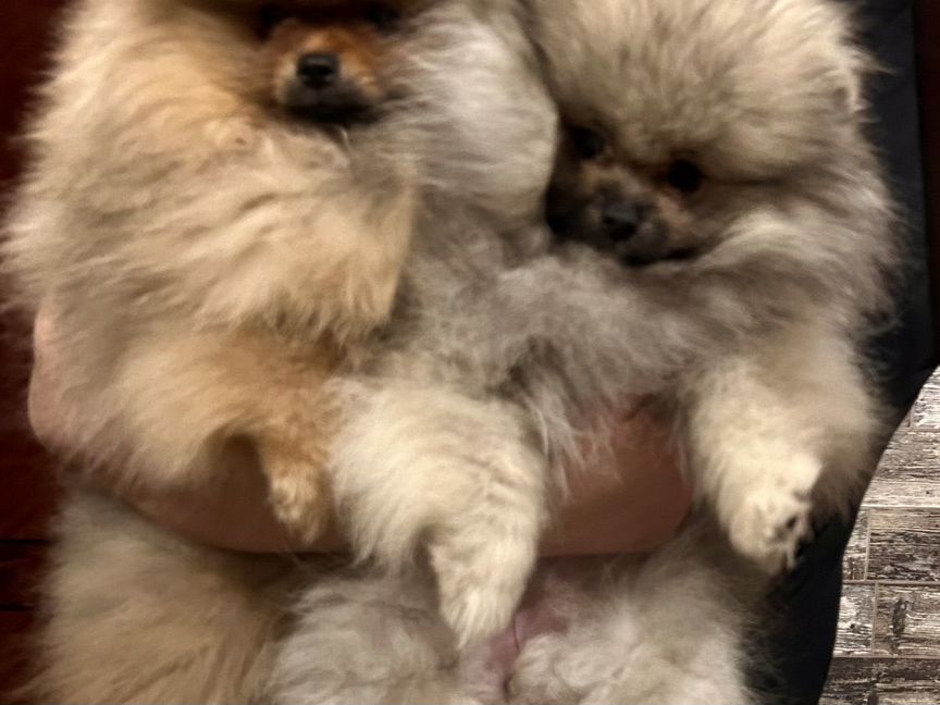 Померанский шпиц мальчик и девочка