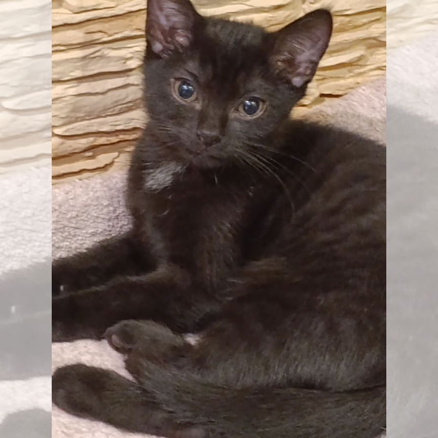 Отдам в добрые руки котят