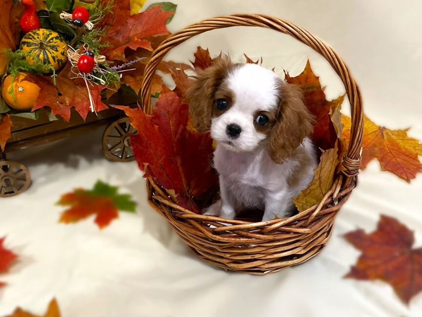 Кавалер Кинг Чарльз щенки