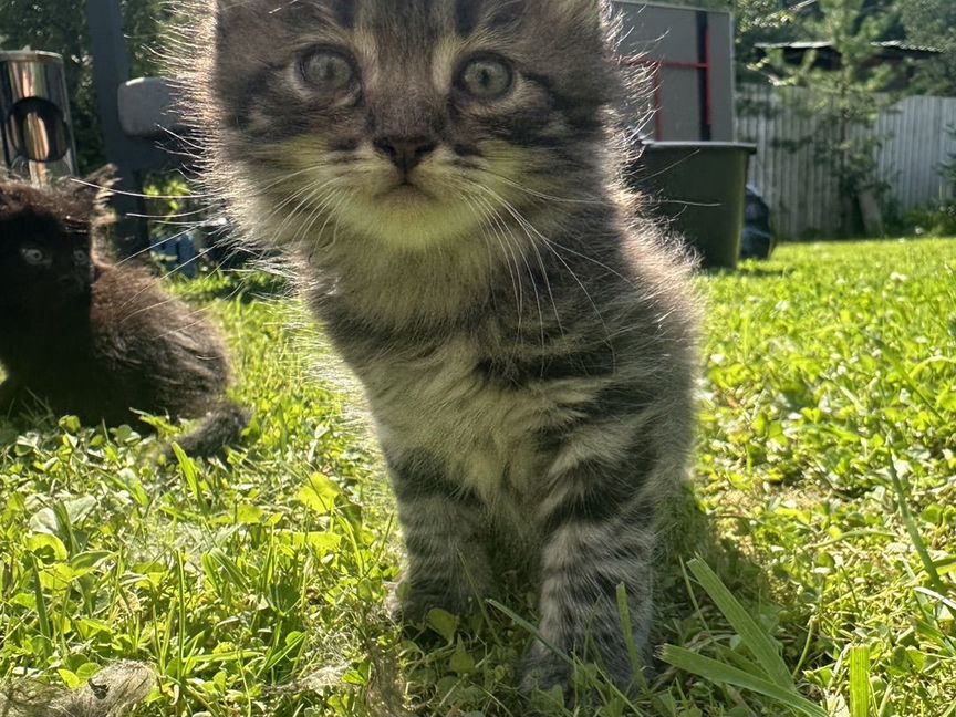 Котята