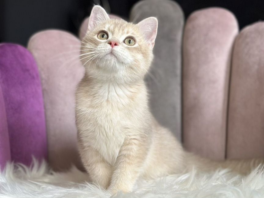 Супер ласковый котик лиловая золотая шиншилла су12