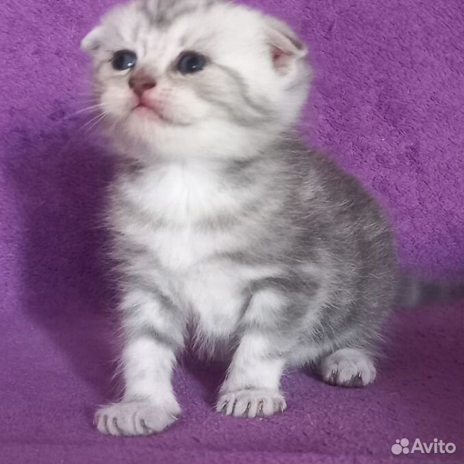 Шотландские котята. Открыта бронь