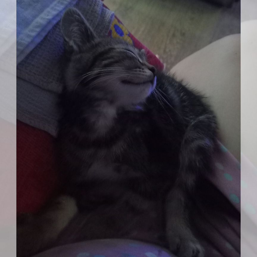 Отдам в добрые руки котенка