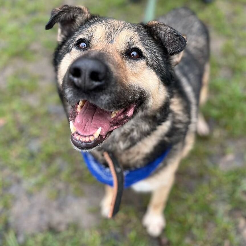 Взрослый пёс в добрые руки