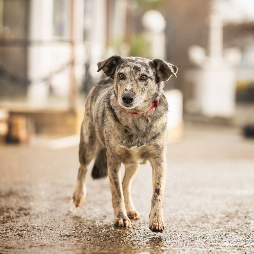 Собака в добрые руки