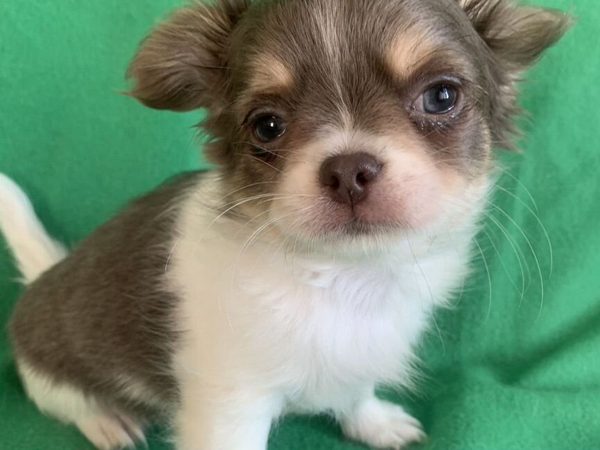 Чихуахуа кобель с документами