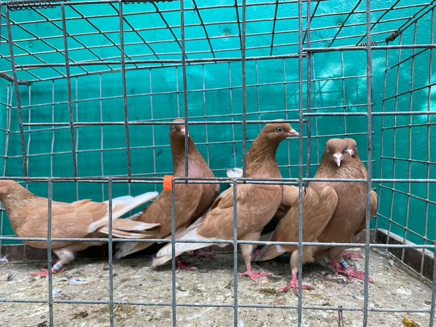 Голуби бакинцы