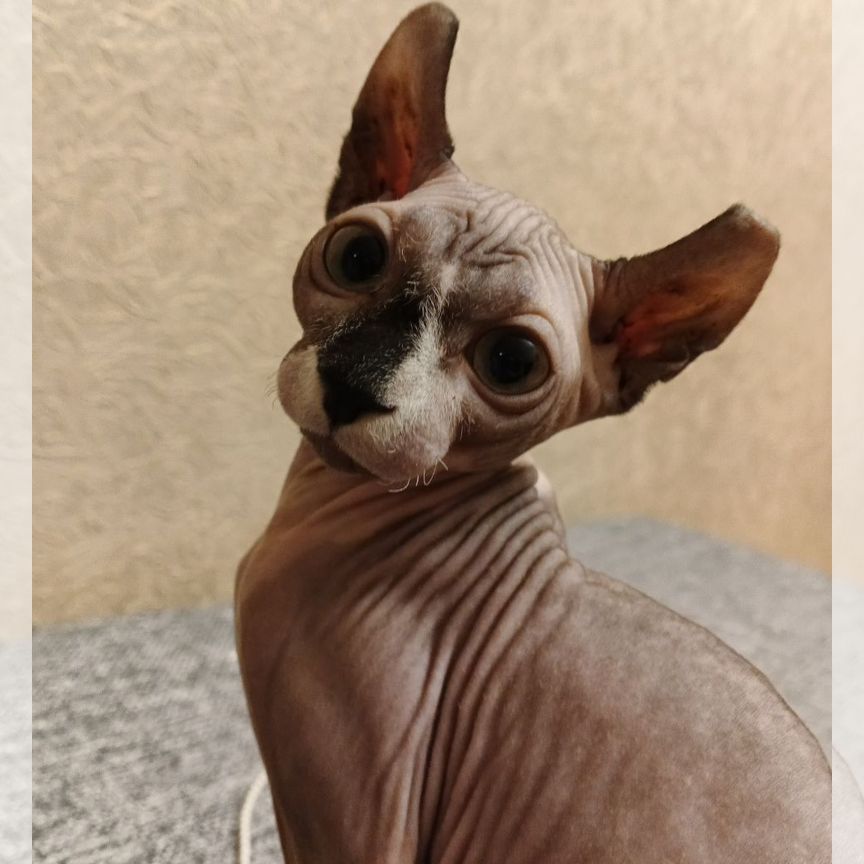 Канадский сфинкс котёнок