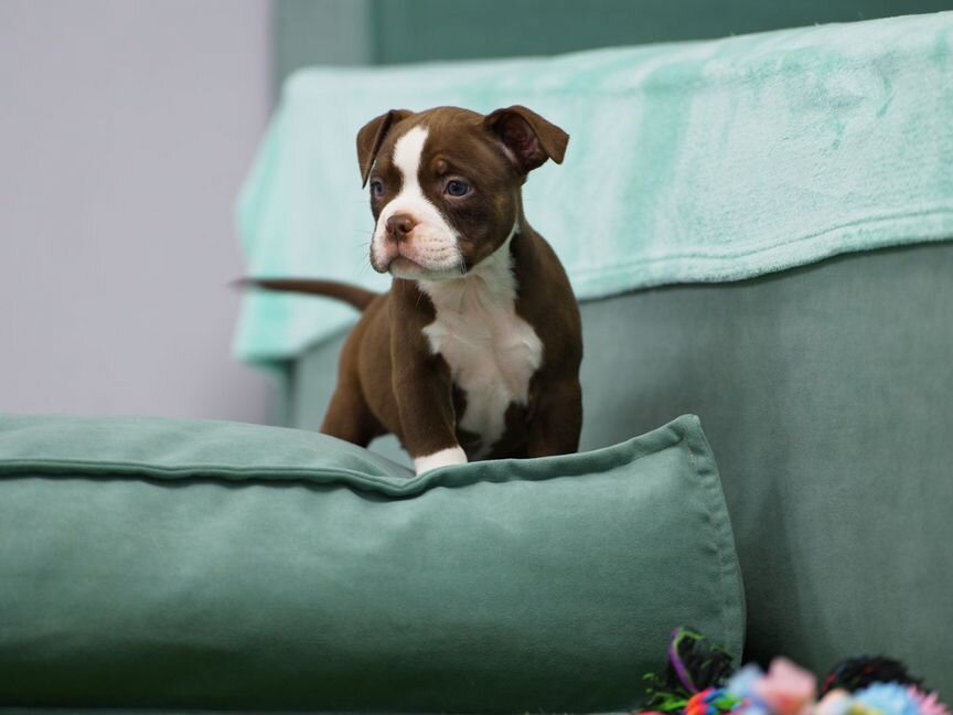 Американский Булли щенки девочка 1,5 месяца