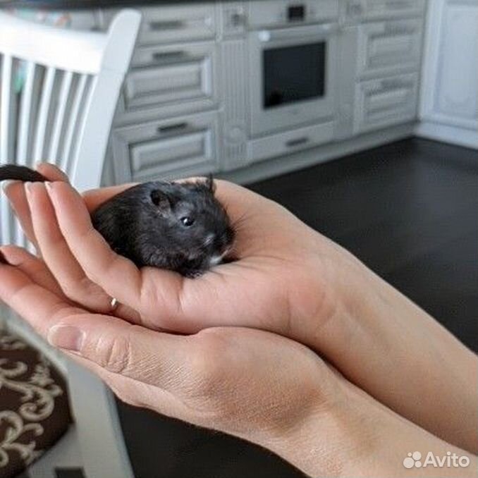 Мышь песчанка