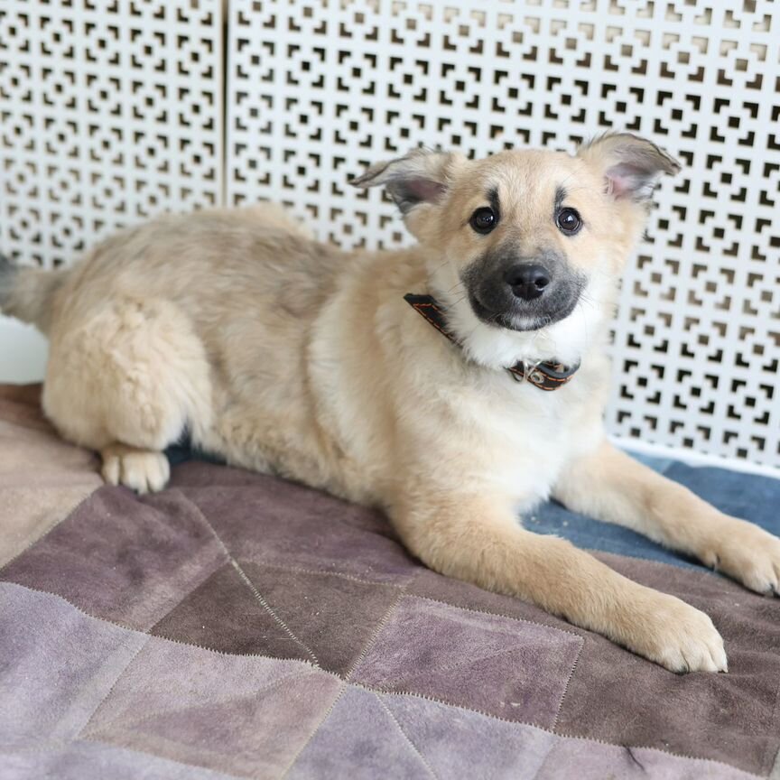 Щенок ищет дом