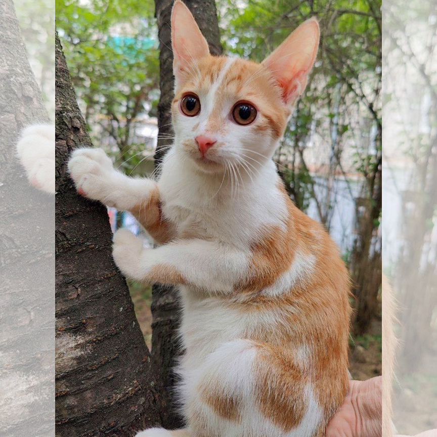 Нежный игривый котенок Лимончик в дар