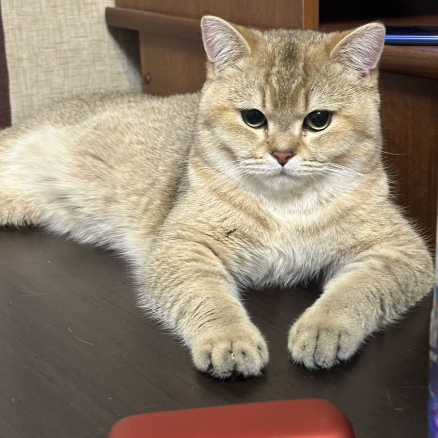 Британский кот вязка