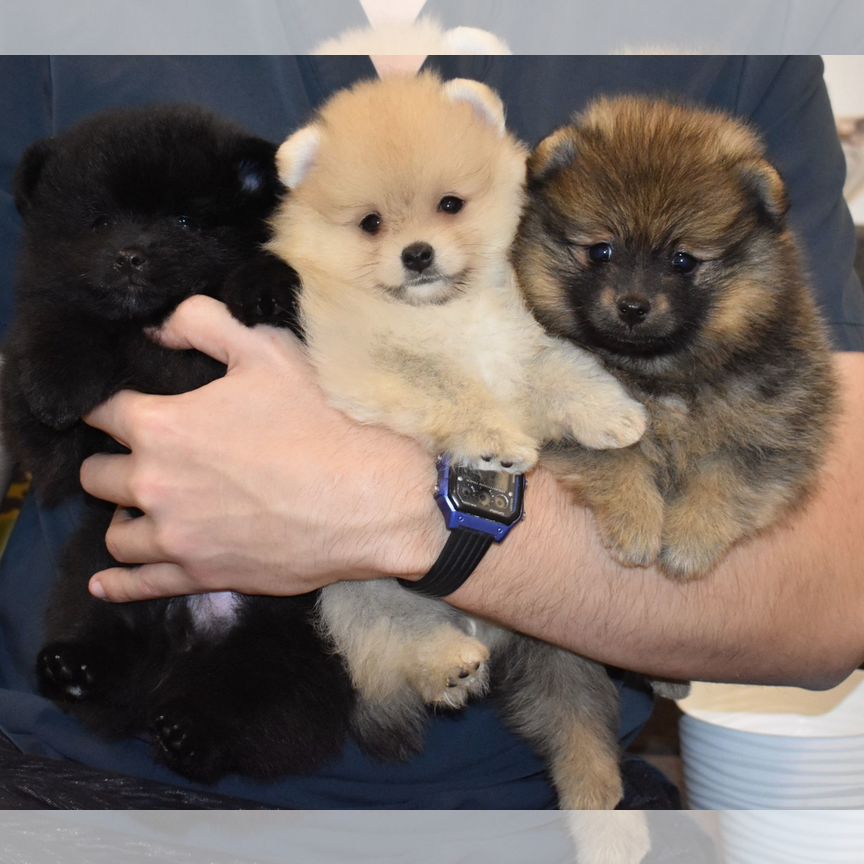 Померанский шпиц, щенок