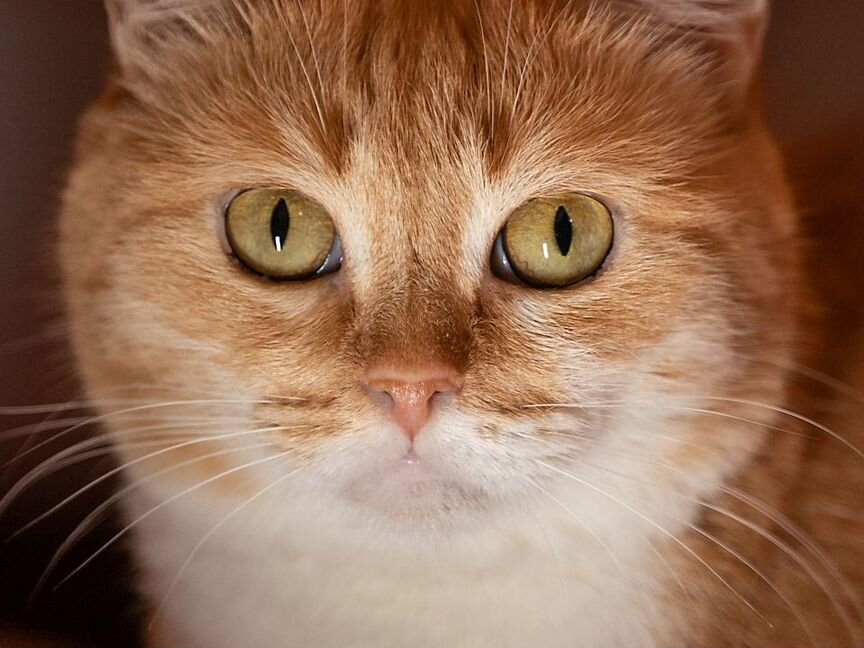 Кошечка Злата в добрые руки