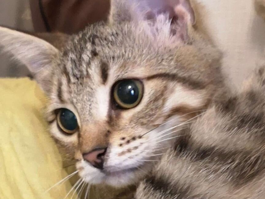 Са-а-а-мая полосатая