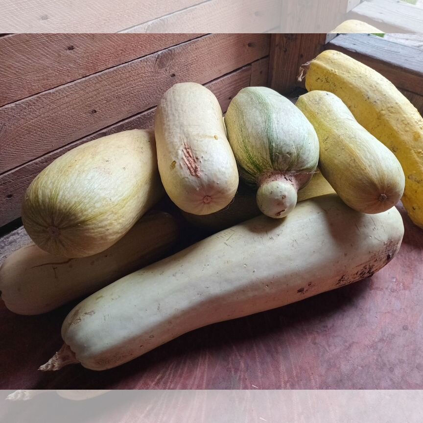 Кабачки на корм животным