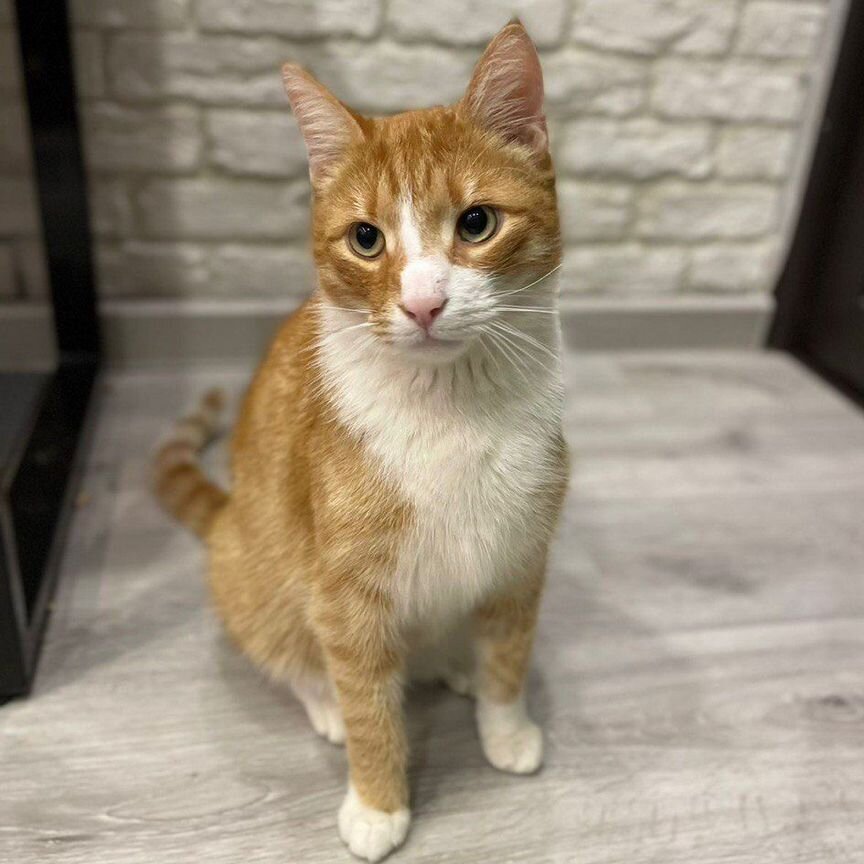 Ласковый рыжик