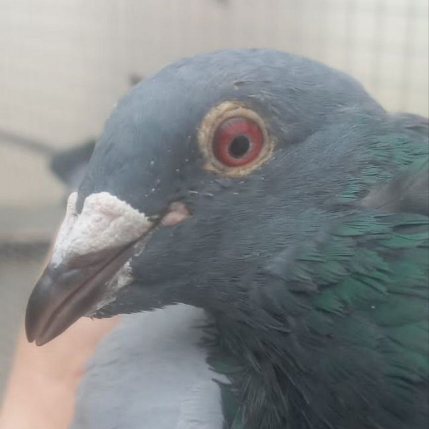 Голуби спортивные чехи