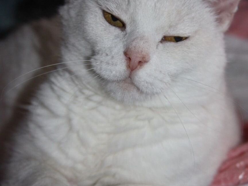 Царская кошка