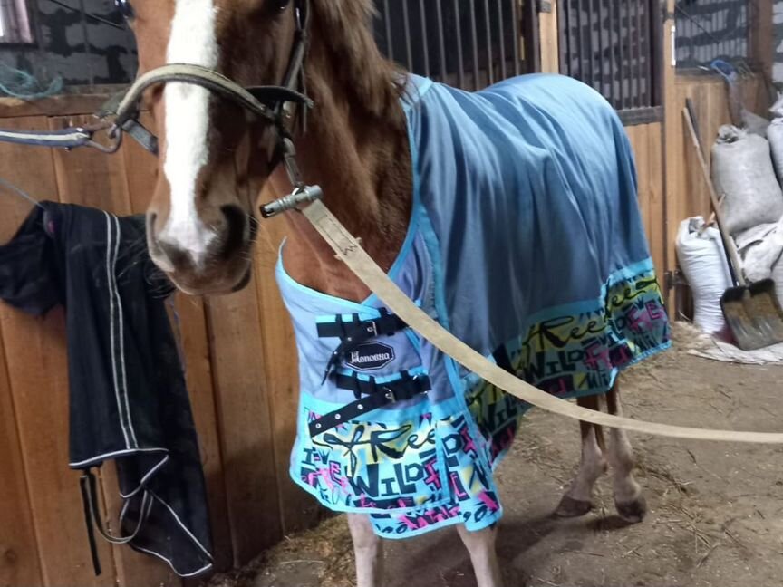 Попона для лошади