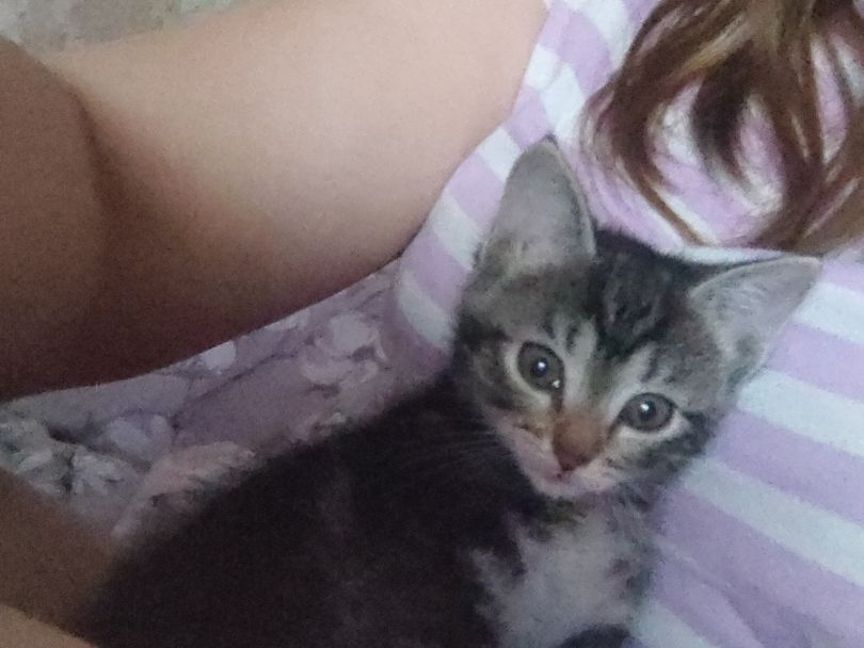 Кошка