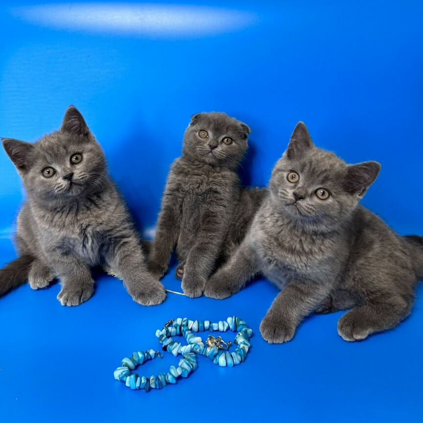 Шотландские котята