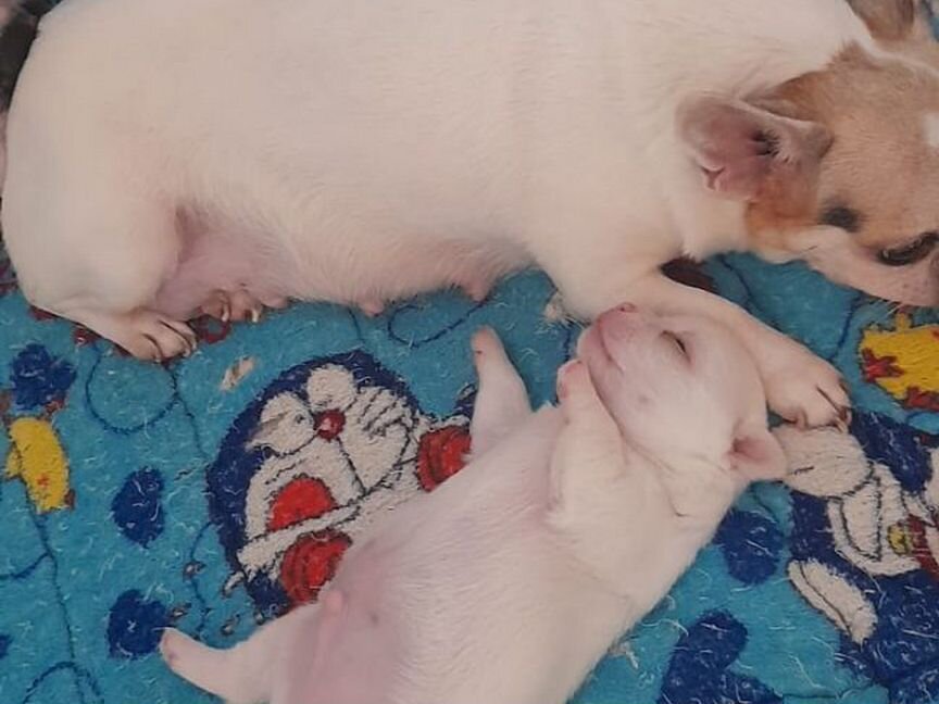 Мальчишки-чишки(тайцы)