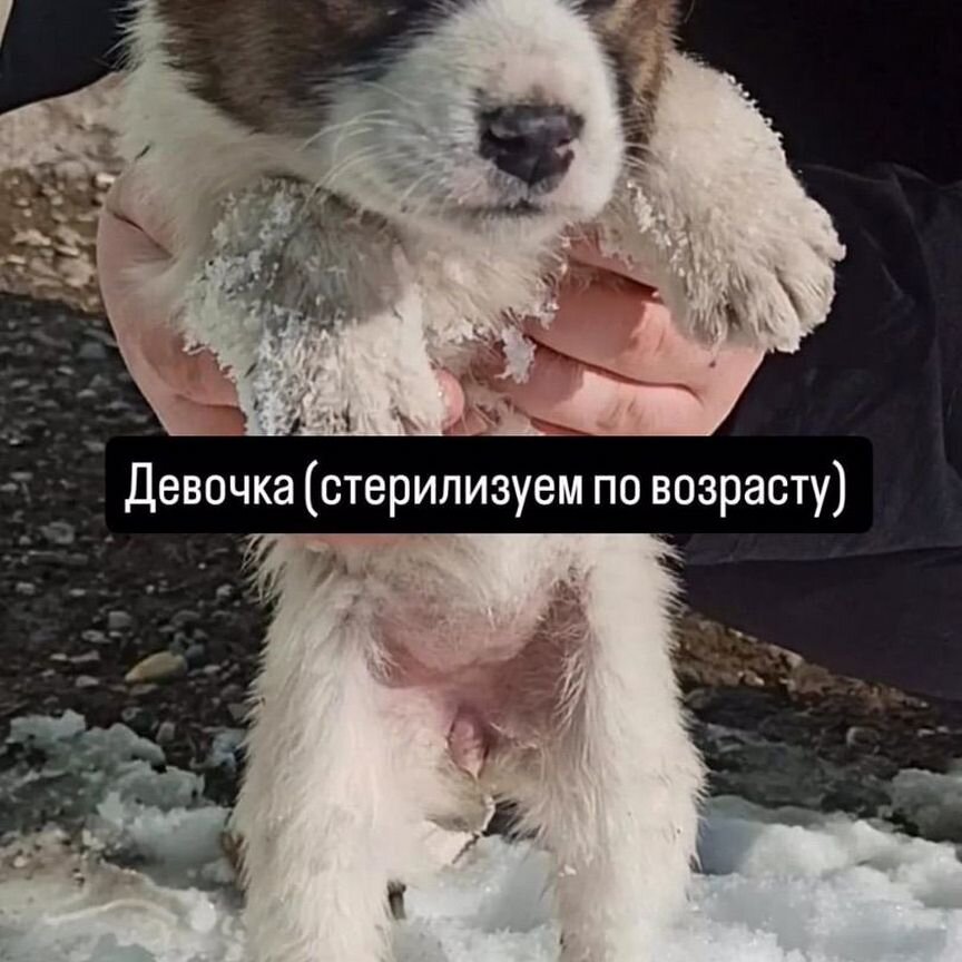 Красавицы девчонки щеночки в дар