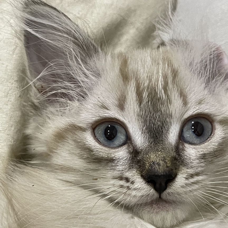 Невский маскарадный котёнок