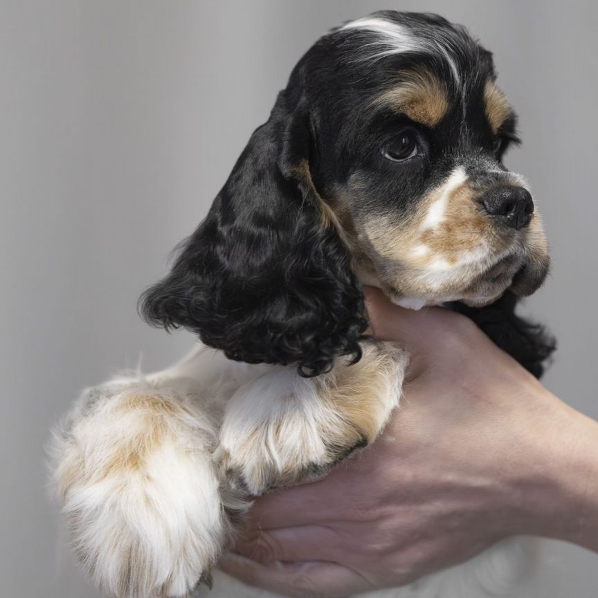 Американский кокер-спаниель, щенок