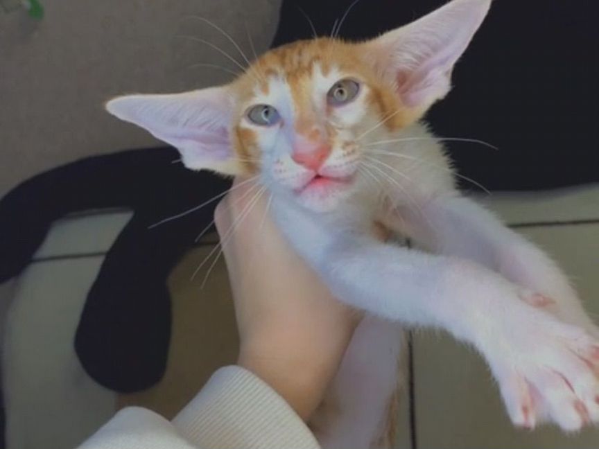 Ориентальные котята