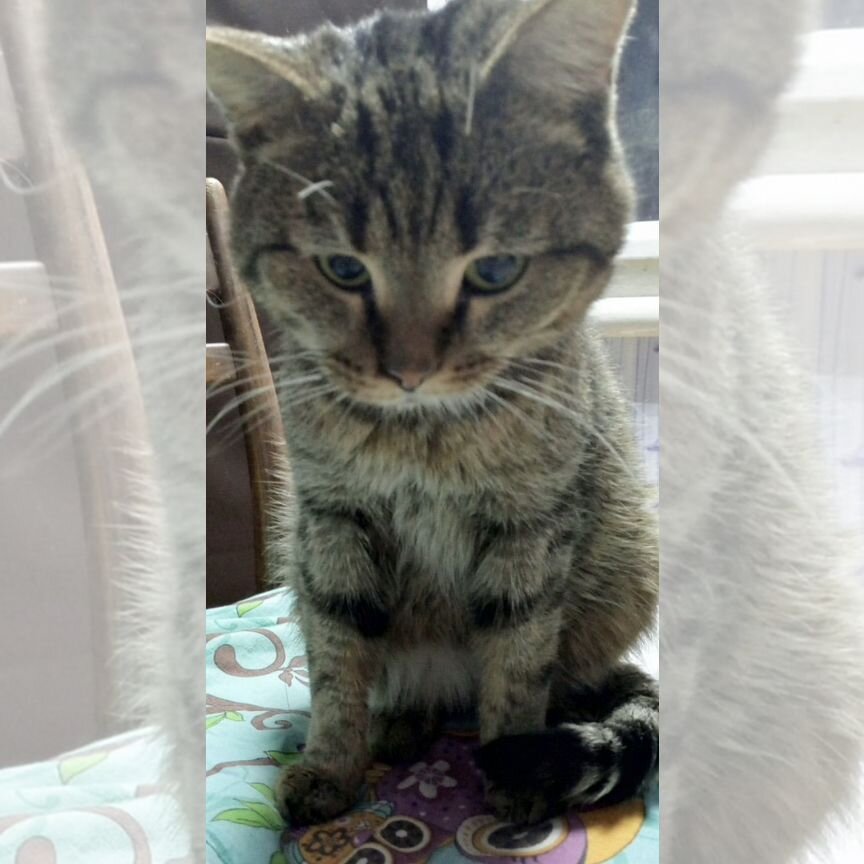 Взрослый кот в добрые руки