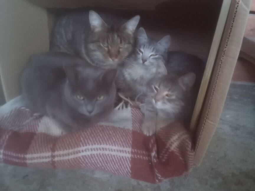 Котята стерилизованные