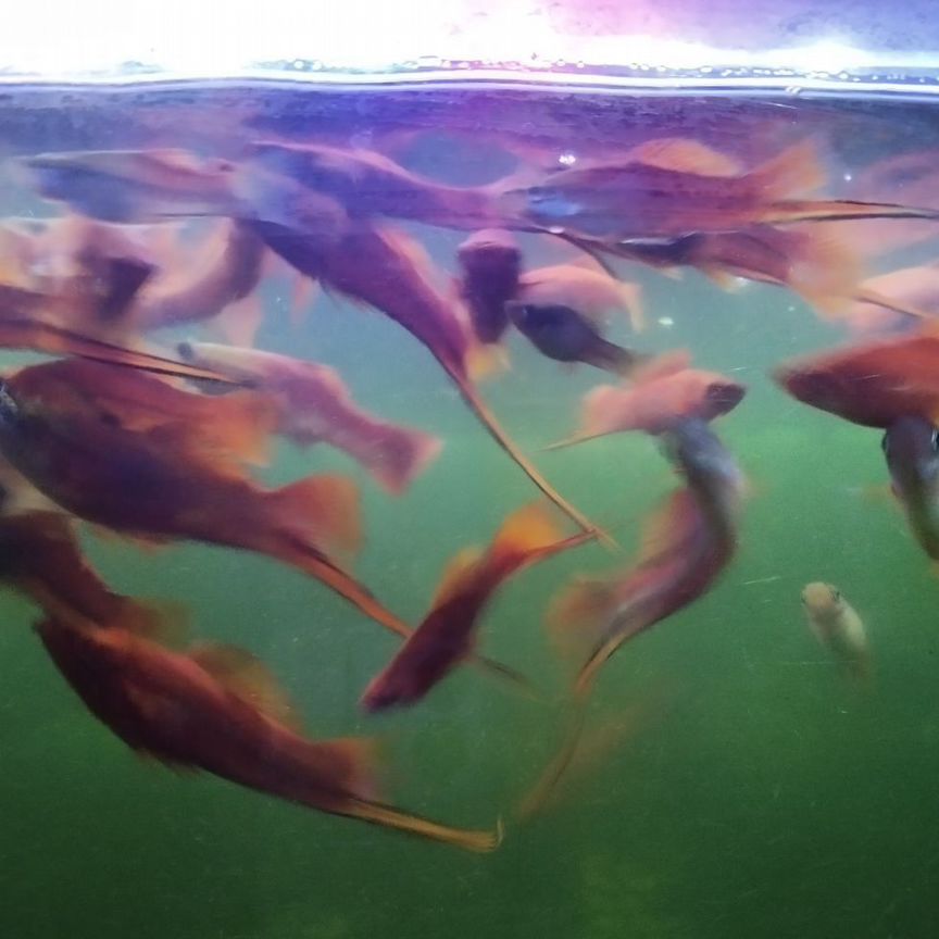 Аквариумные рыбки