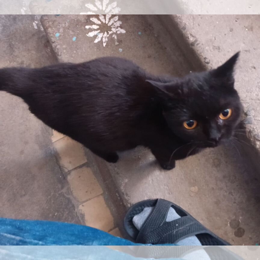 Британский короткошёрстный котёнок