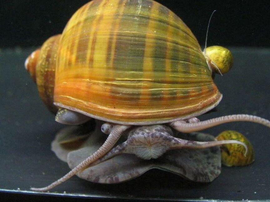 Улитка ампулярия гигантская