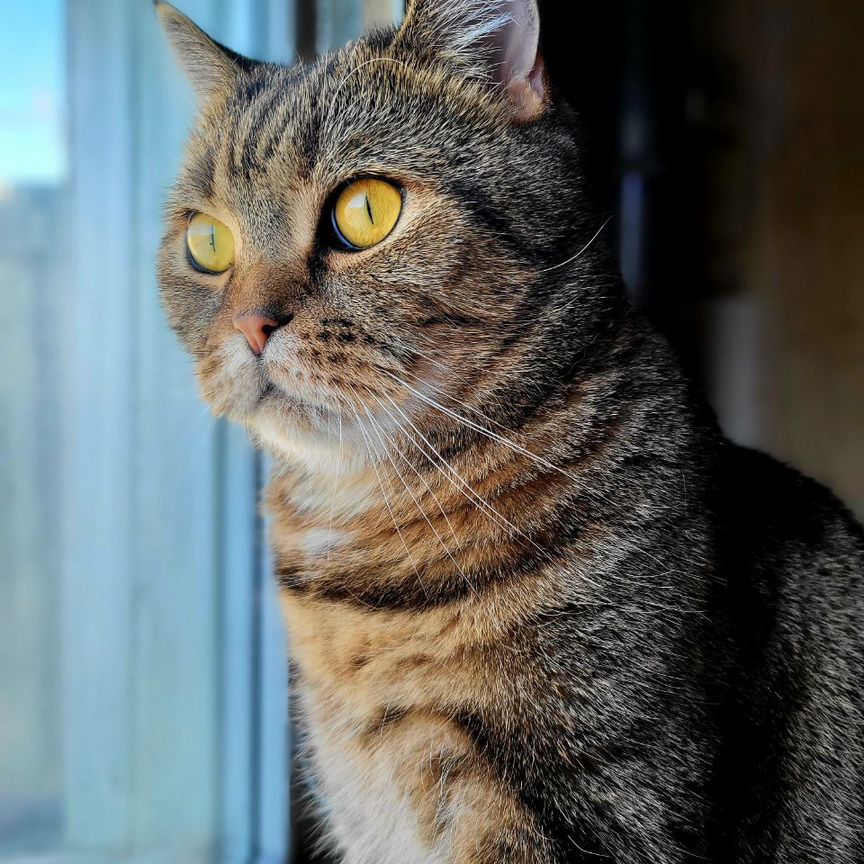 Ищу дом шотландскому коту
