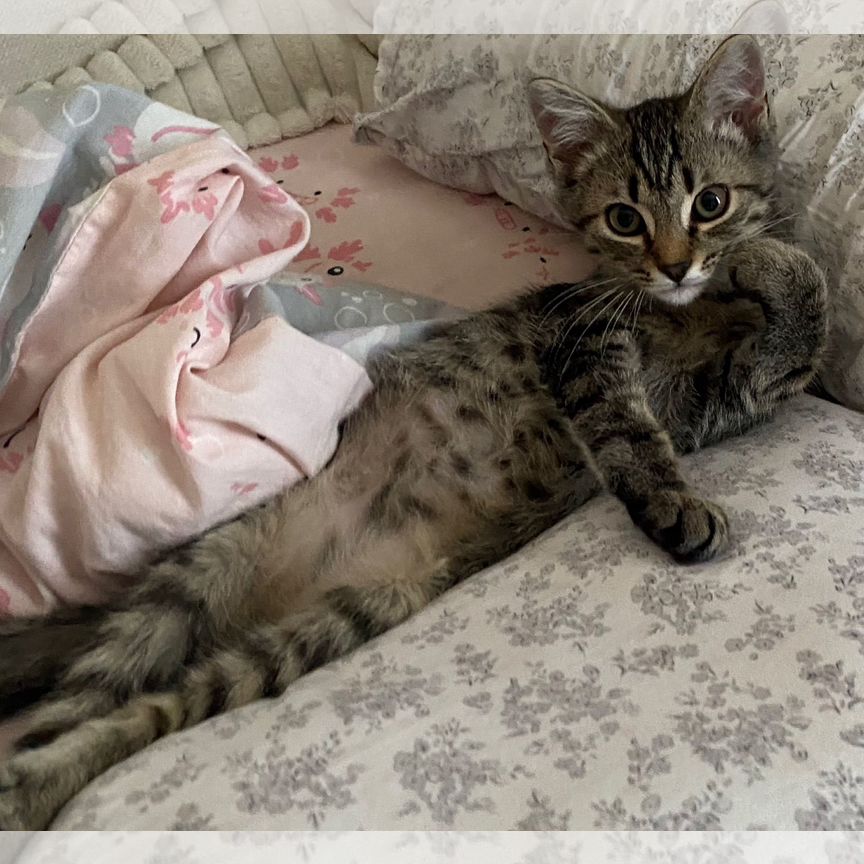 Котенок