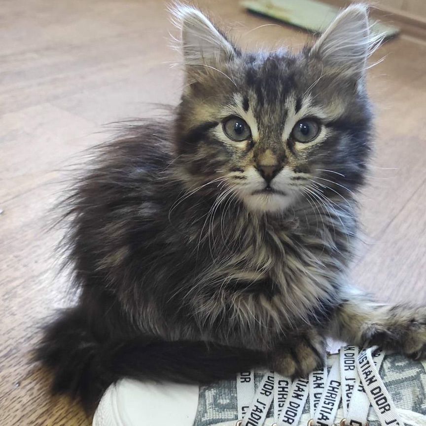 Котятенок мейн-кун помесь