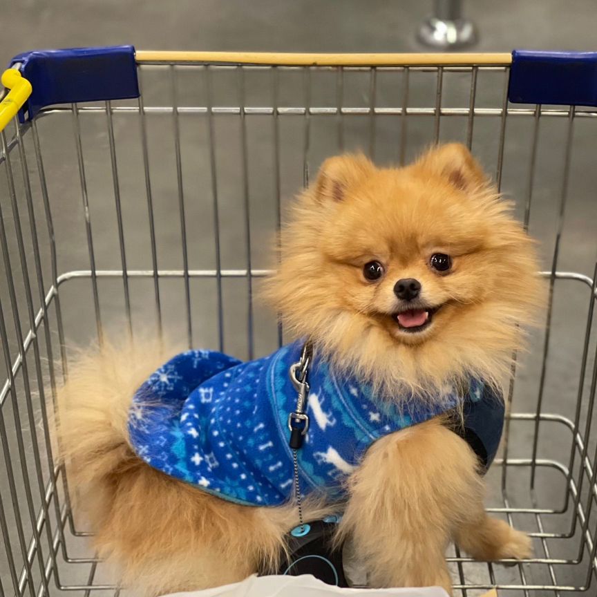 Померанский шпиц мини медвежьего типа мальчик