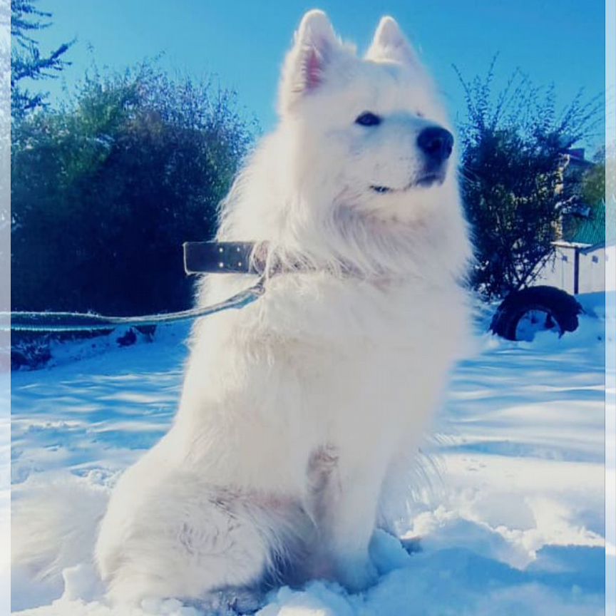 Самоедская собака, взрослый пёс