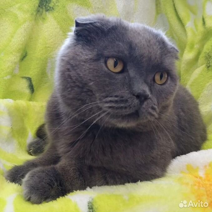 Вислоухий котик, ласковый, нужен дом