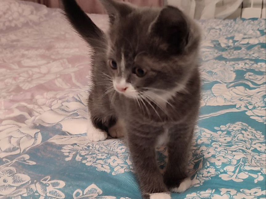Котята на Новый Год