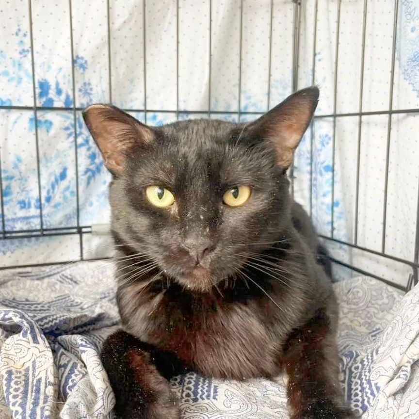 Котик в приюте